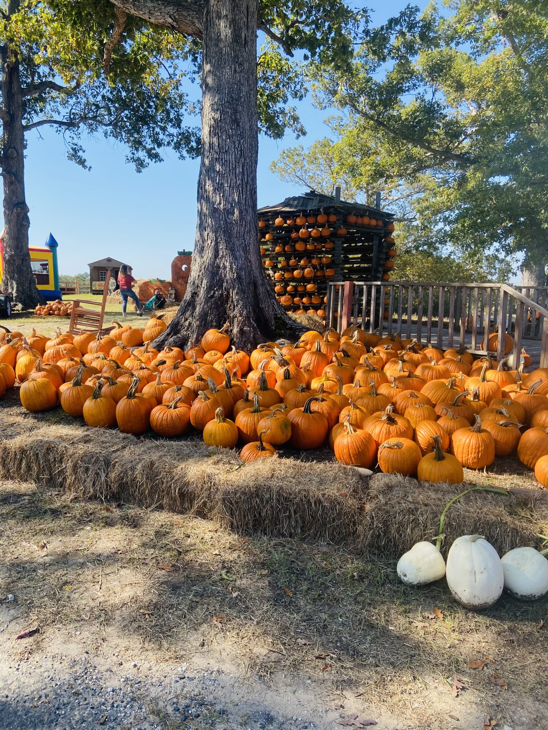 Meet You at the Pumpkin Patch