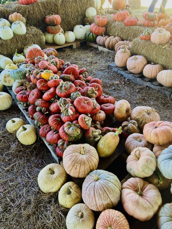 Meet You at the Pumpkin Patch