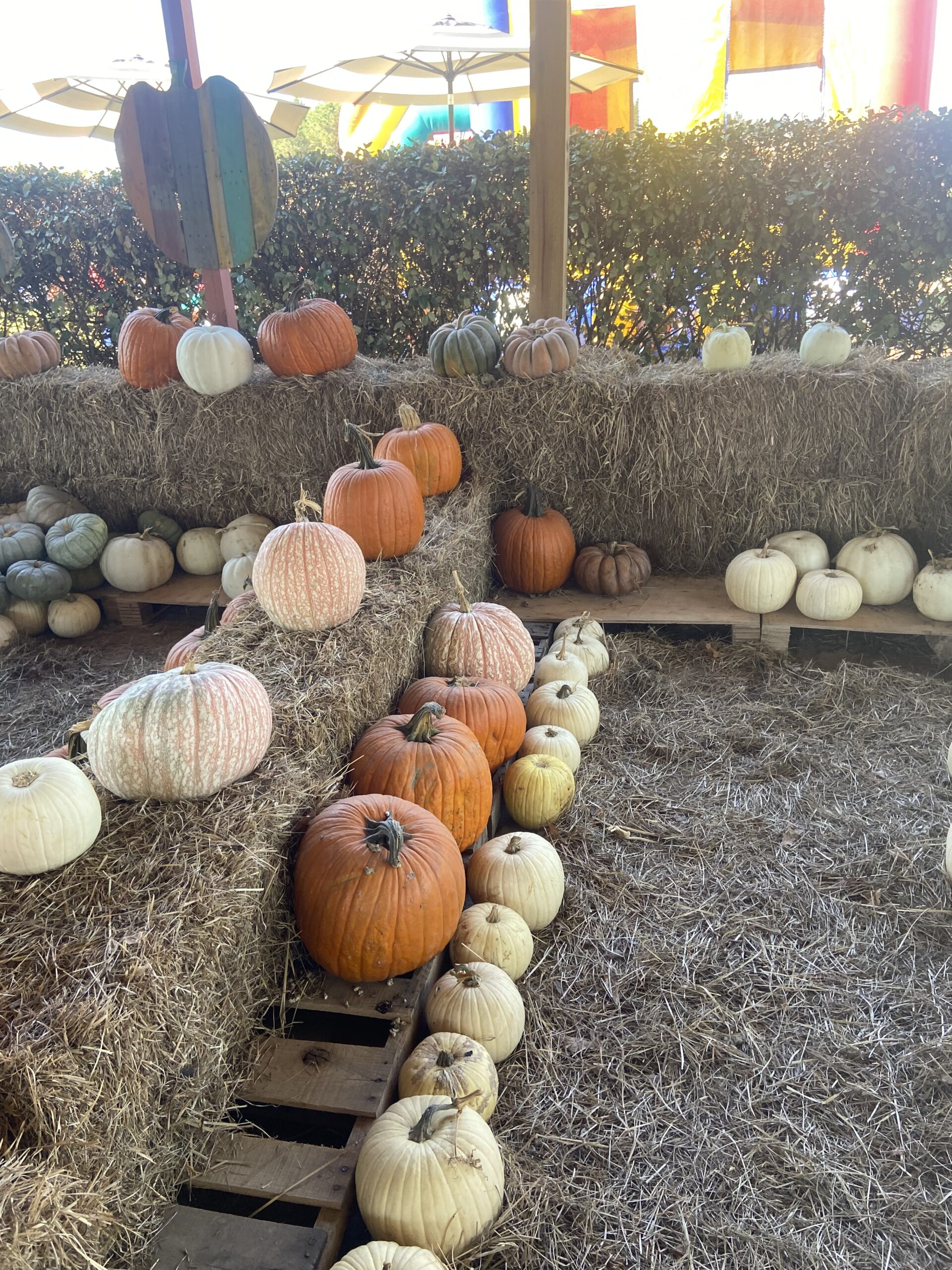 Meet You at the Pumpkin Patch - NellieCoody.com